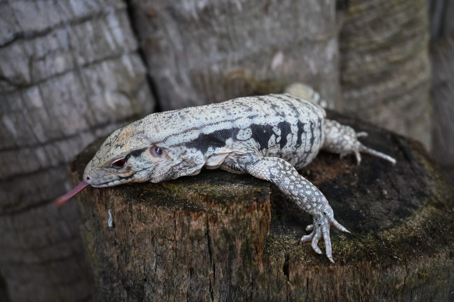 Blue Ice Hybrid Albino Argentine Tegus by Jesse's Jungle - MorphMarket
