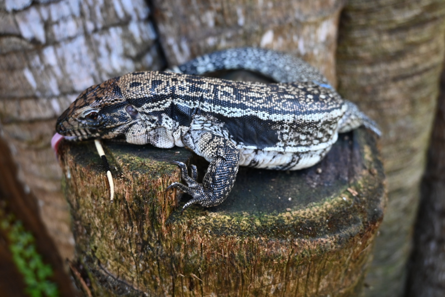 Pinstripe Fire X Blue Ice 66% Het Albino Salvator Tegu by Jesse's ...