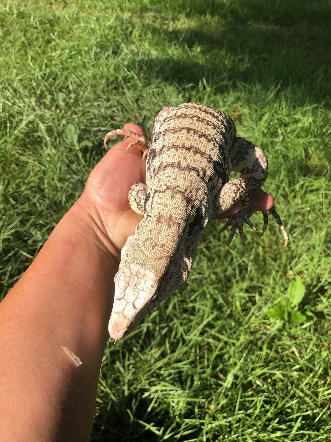 Blue Ice Hybrid Albino Tegu Salvator Tegu by Jesse's Jungle - MorphMarket