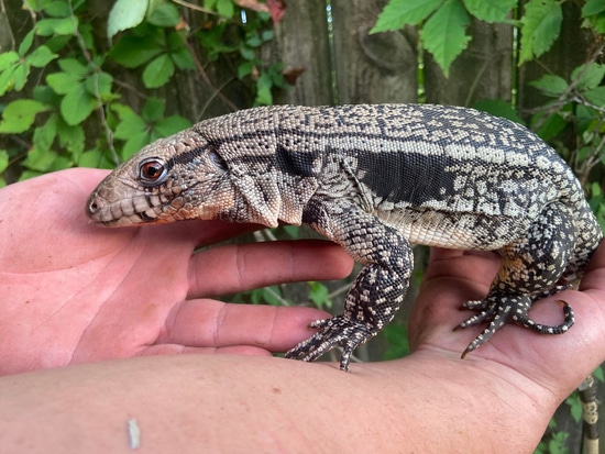 Pinstripe" Fire X Blue Ice Hybrid 66 Het Albino Tegus Argentine Tegus ...
