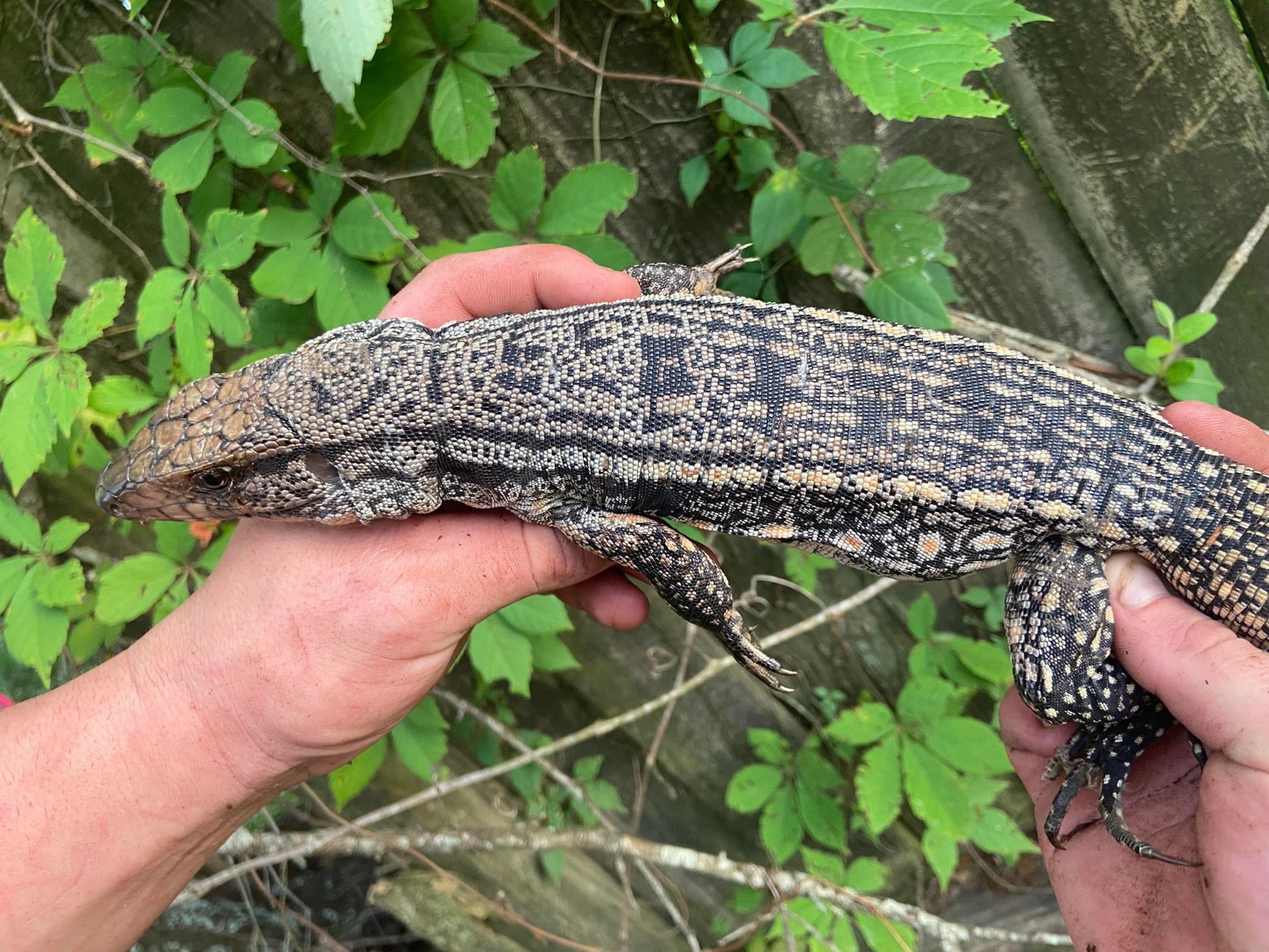 Pinstripe" Fire X Blue Ice Hybrid 66 Het Albino Tegus Salvator Tegu by ...