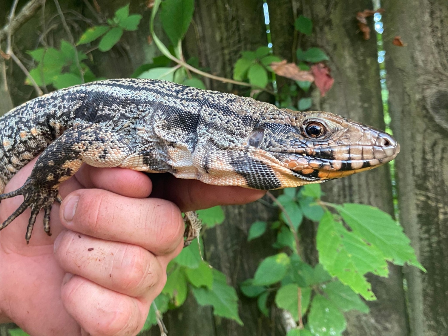Pinstripe" Fire X Blue Ice Hybrid 66 Het Albino Tegus Salvator Tegu by ...