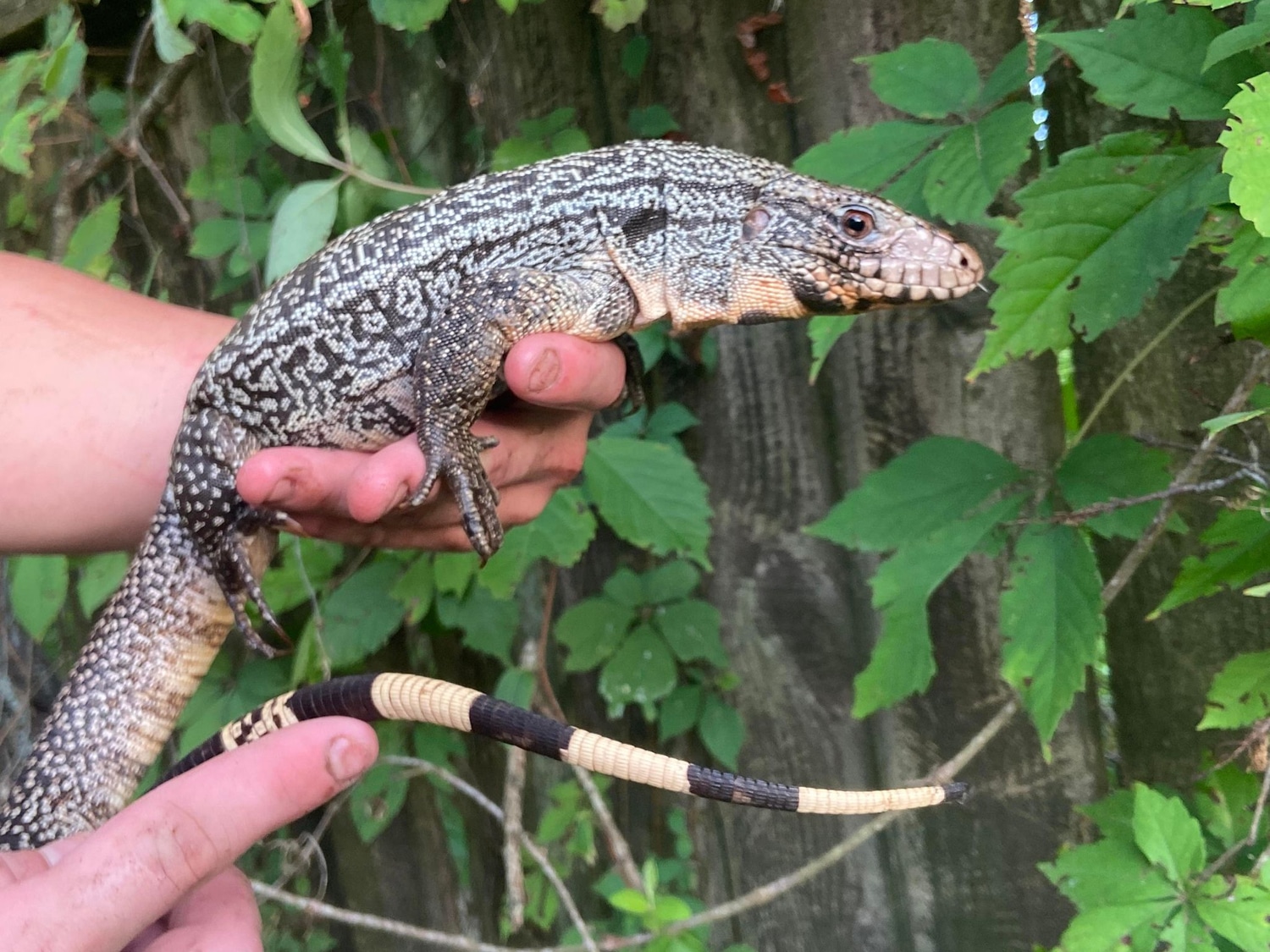 Pinstripe" Fire X Blue Ice Hybrid 66 Het Albino Tegus Salvator Tegu by ...