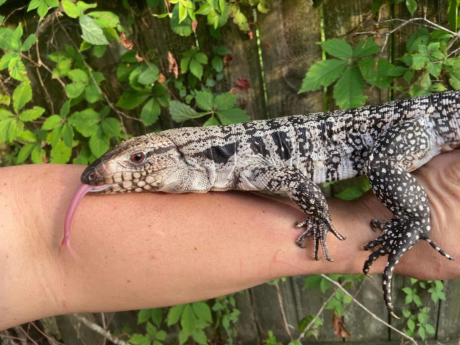 Blue Ice 100% Het Albino Salvator Tegu by Jesse's Jungle - MorphMarket