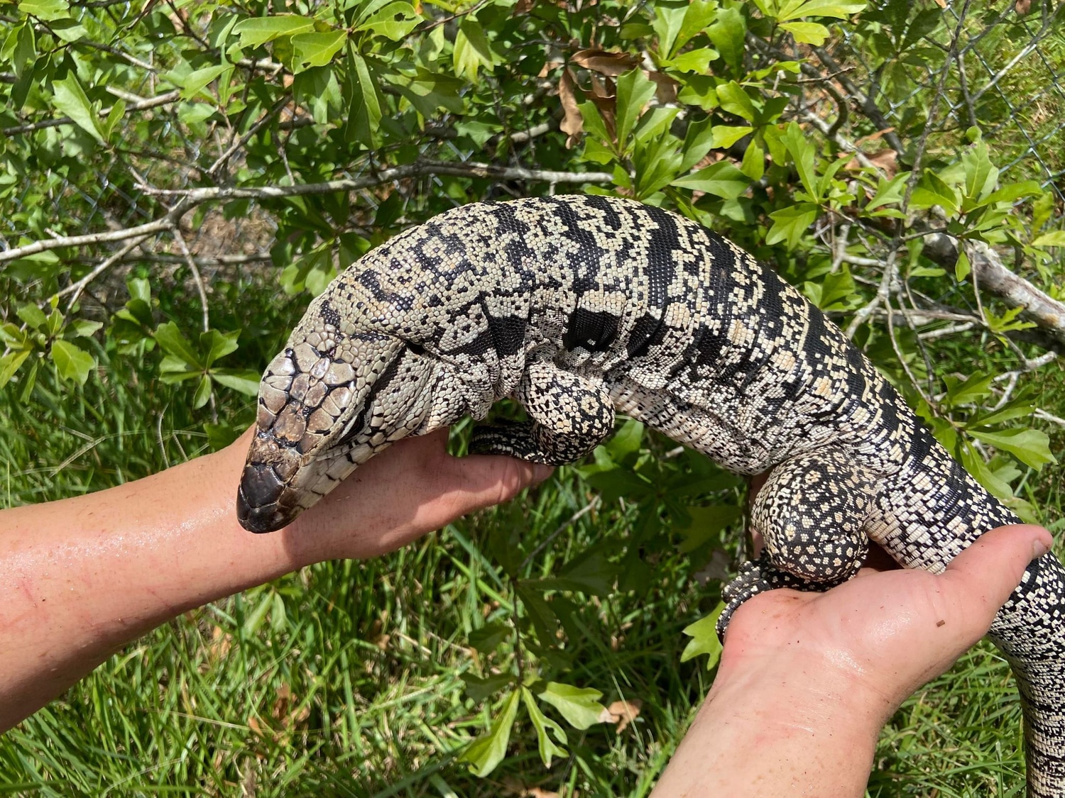 Ice Hybrid 100% Het Albino Tegus by Jesse's Jungle - MorphMarket