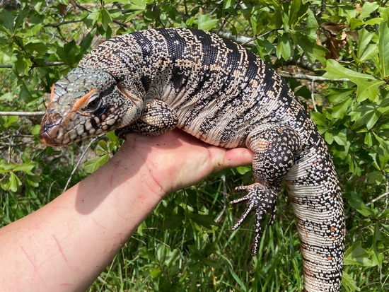 Fire Ice 100% Het Albino PRICE DROP! Other Tegus by Jesse's Jungle