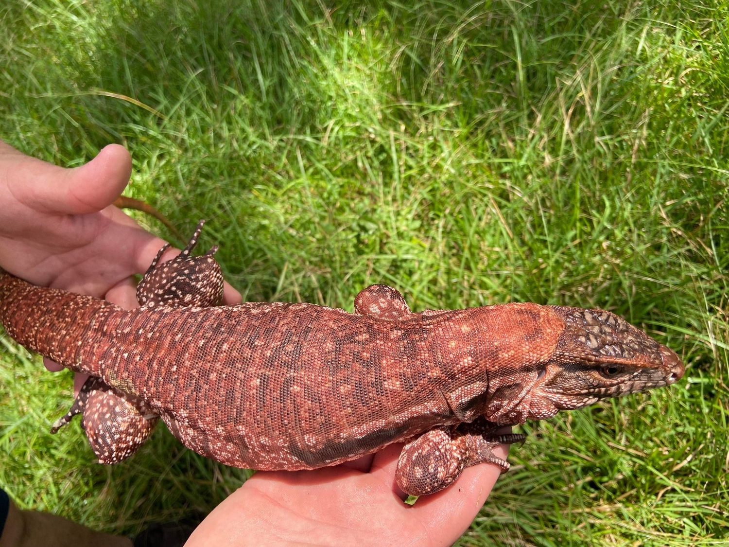 Pure Red Double Het For Albino And Anery Tegu by Jesse's Jungle ...