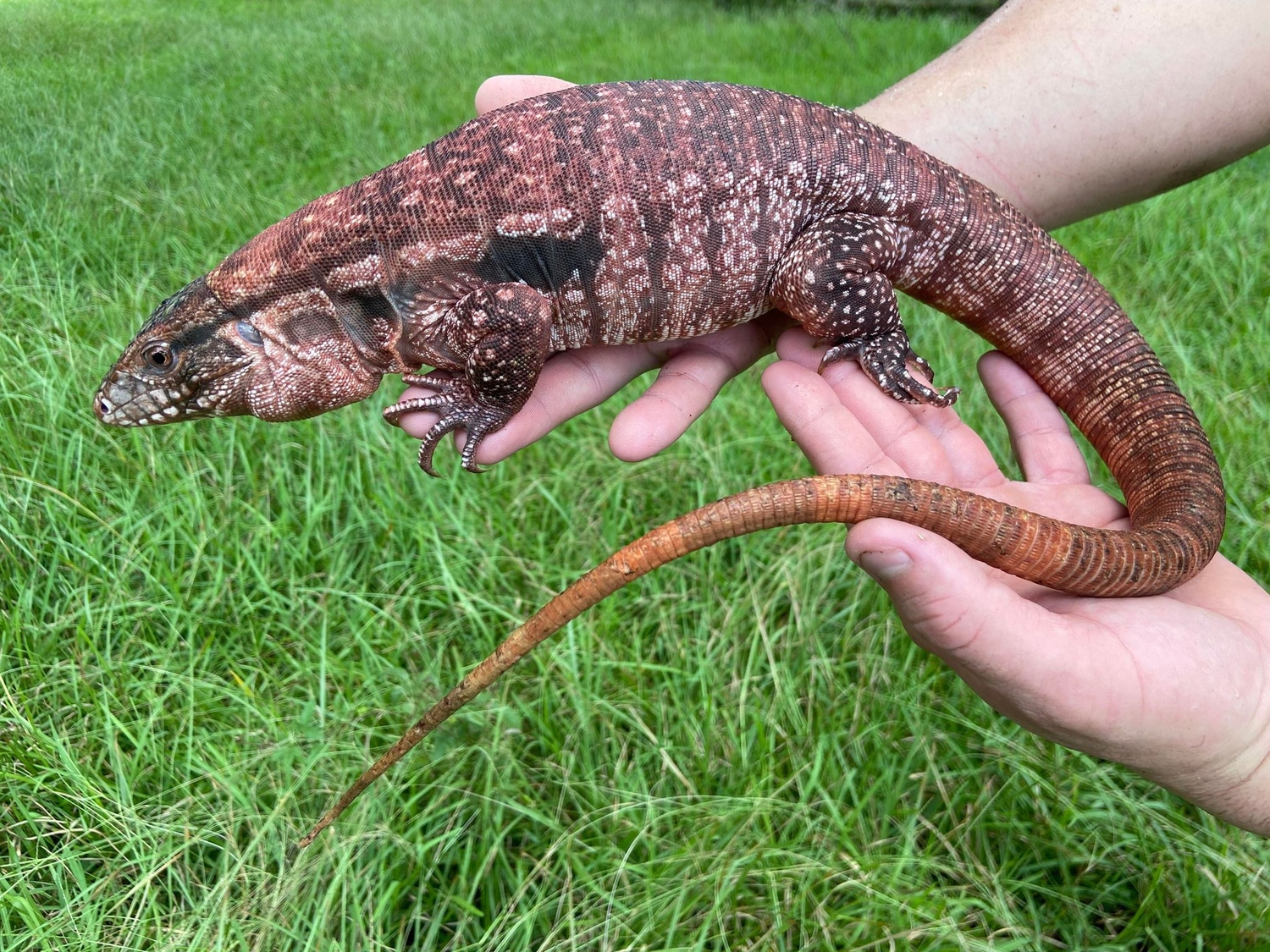 Pure Red Double Het For Albino And Anery Tegu by Jesse's Jungle ...