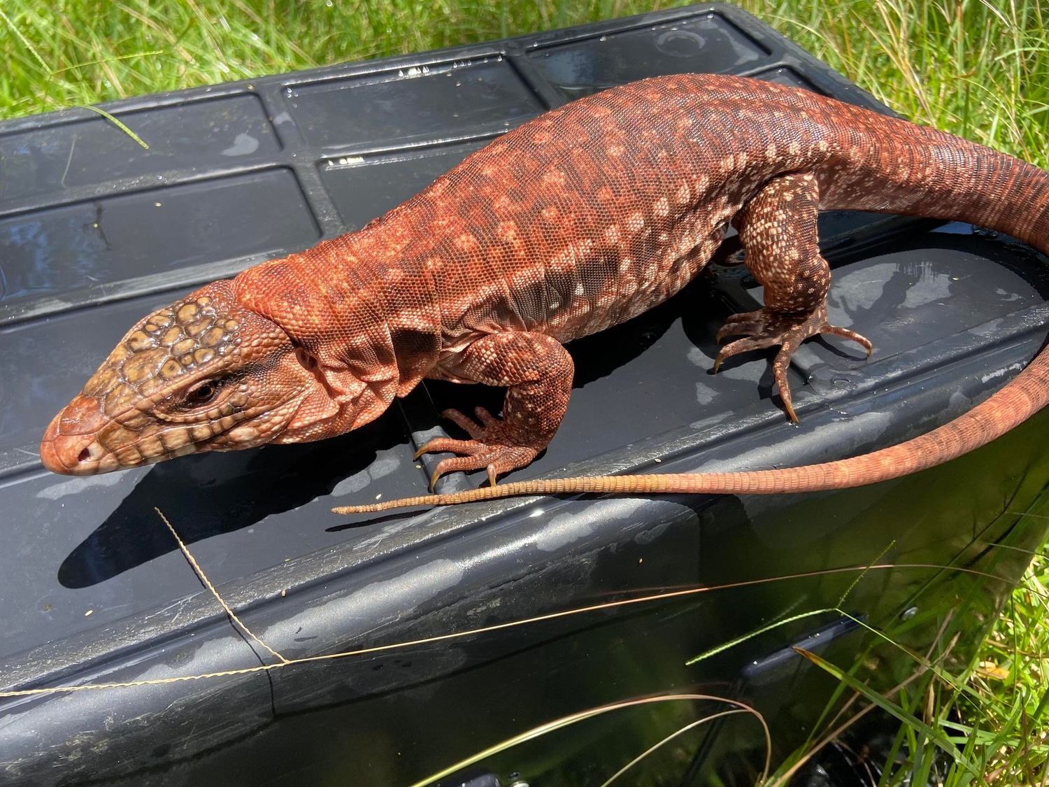 Pure Red Double Het For Albino And Anery Tegu by Jesse's Jungle ...