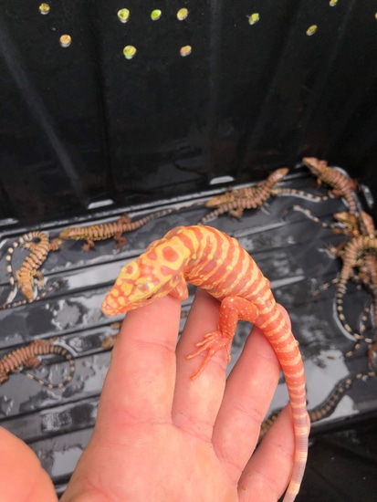 Fire Ice Albino Other Tegus by Jesse's Jungle
