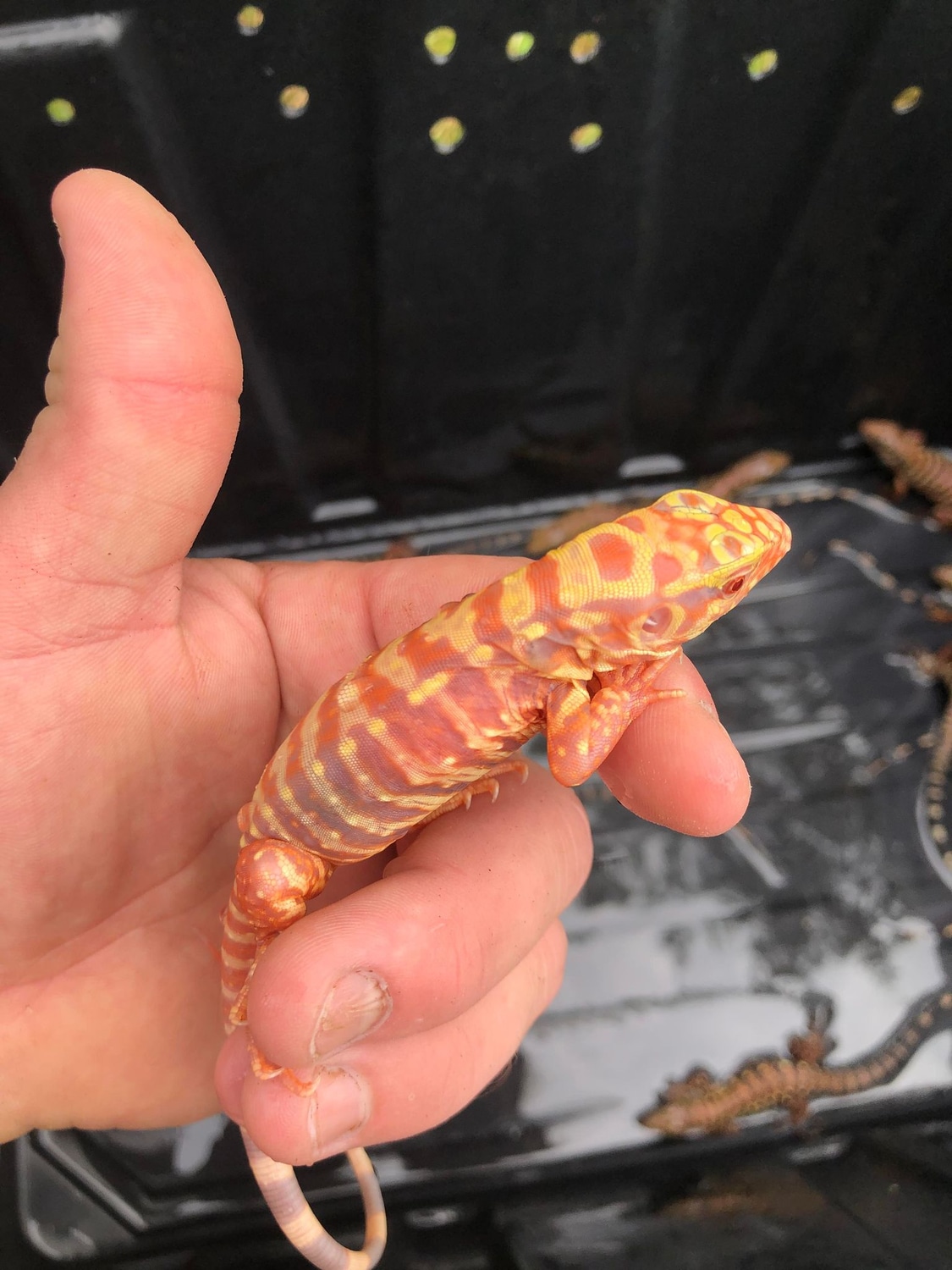 Fire Ice Albino Tegu by Jesse's Jungle - MorphMarket