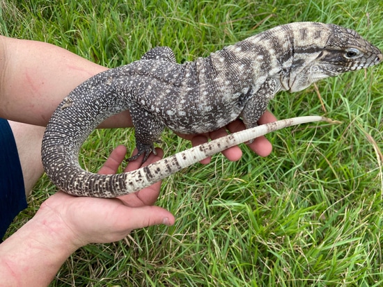 Pure Red Pastel/hypo Anery Other Tegus by Jesse's Jungle