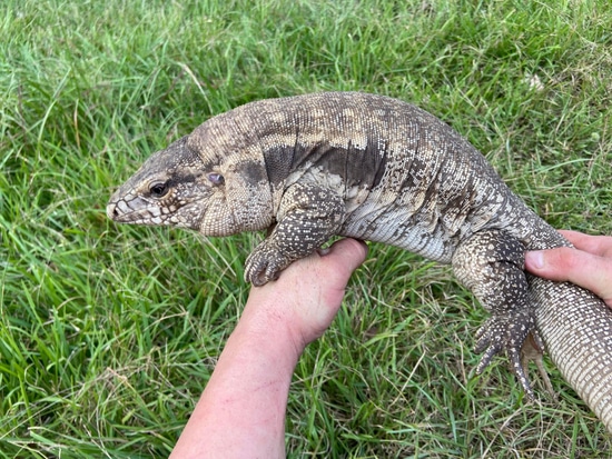 Proven Breeder Golden Anery Female Other Tegus by Jesse's Jungle