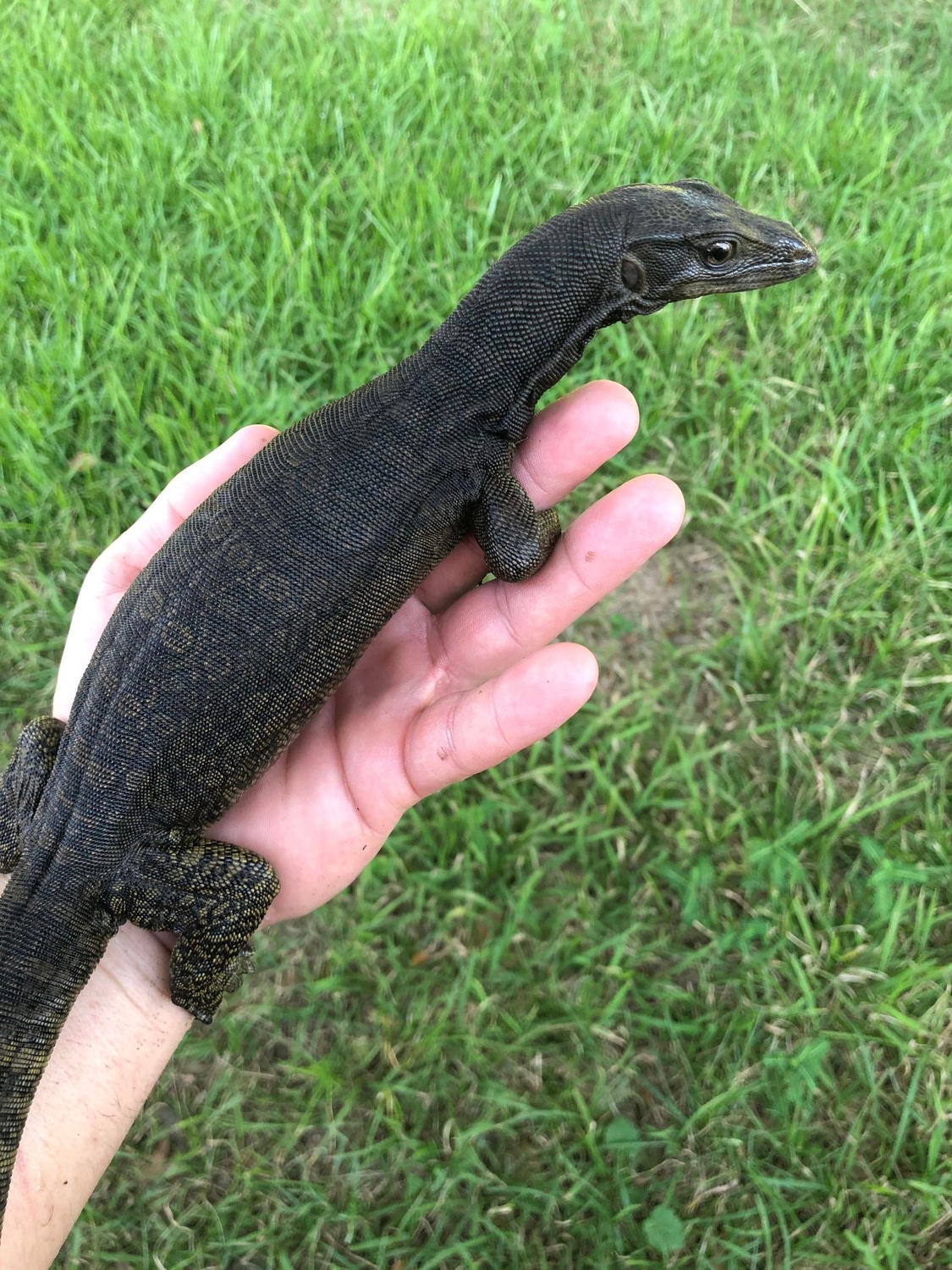 Black Dragon Water Monitor by Jesse's Jungle - MorphMarket