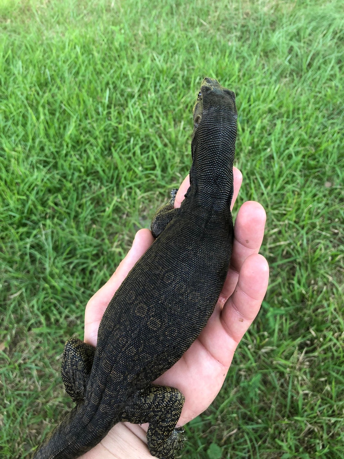 Black Dragon Water Monitor by Jesse's Jungle - MorphMarket