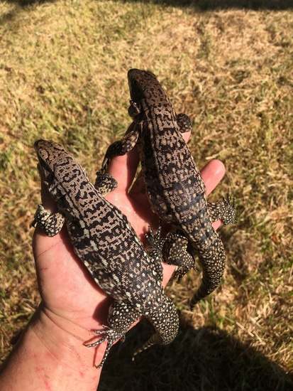 Blue Ice 100% Het Albino Argentine Tegus by Jesse's Jungle