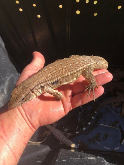 High White Fire Ice 66% Het Albino Argentine Tegus by Jesse's Jungle