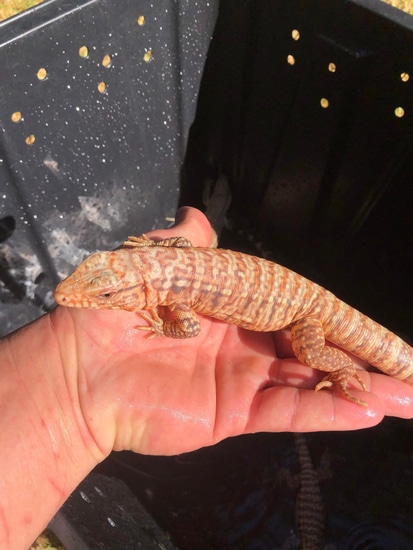 Fire Ice Albino Other Tegus by Jesse's Jungle