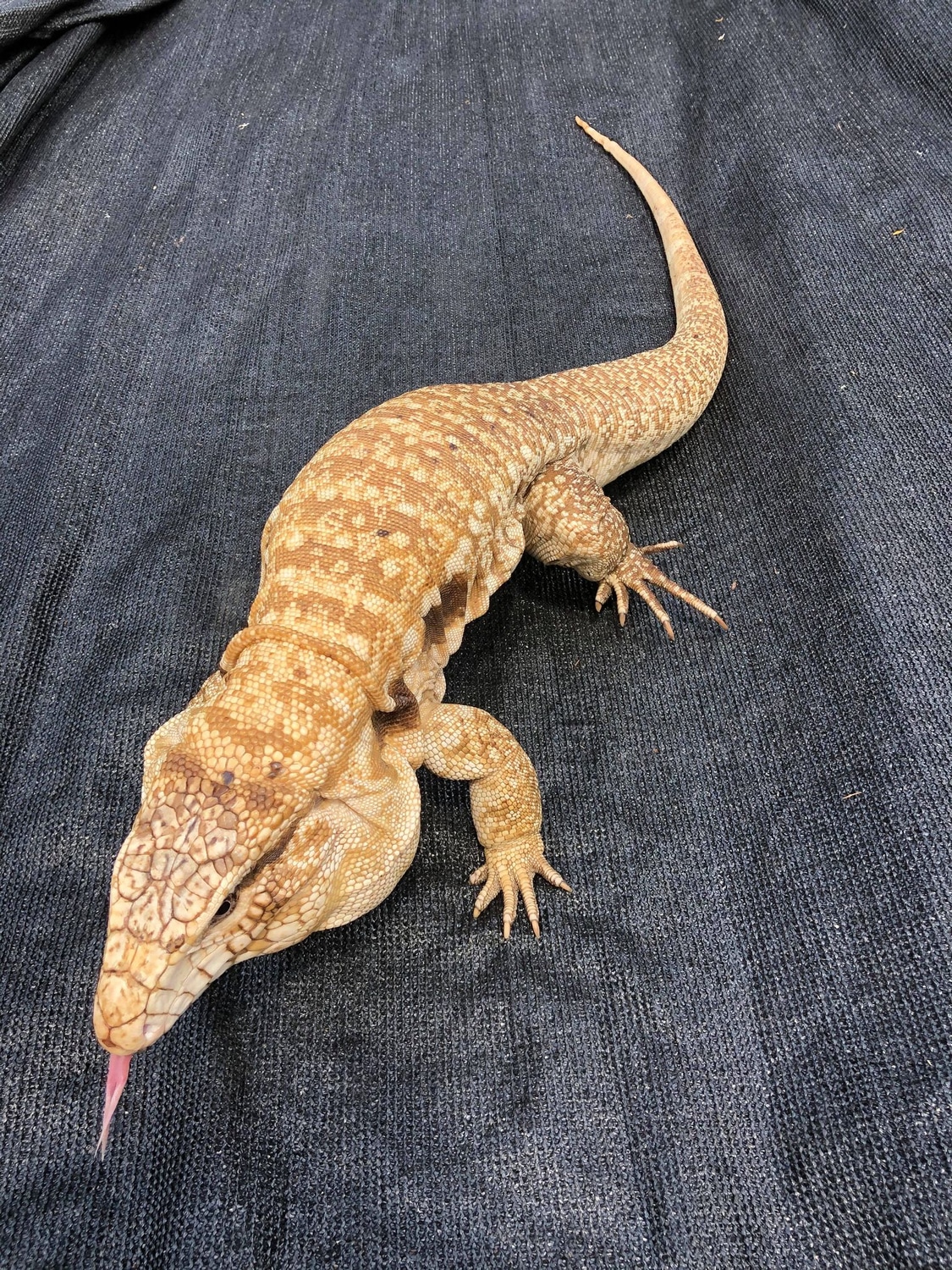 Pure Red Golden Anery Argentine Tegus by Jesse's Jungle - MorphMarket