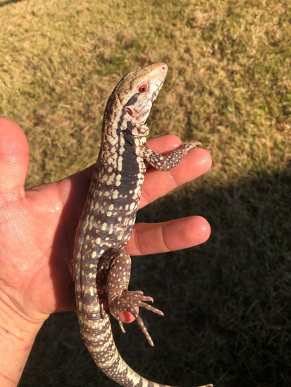 Blue Ice Albinos Argentine Tegus by Jesse's Jungle