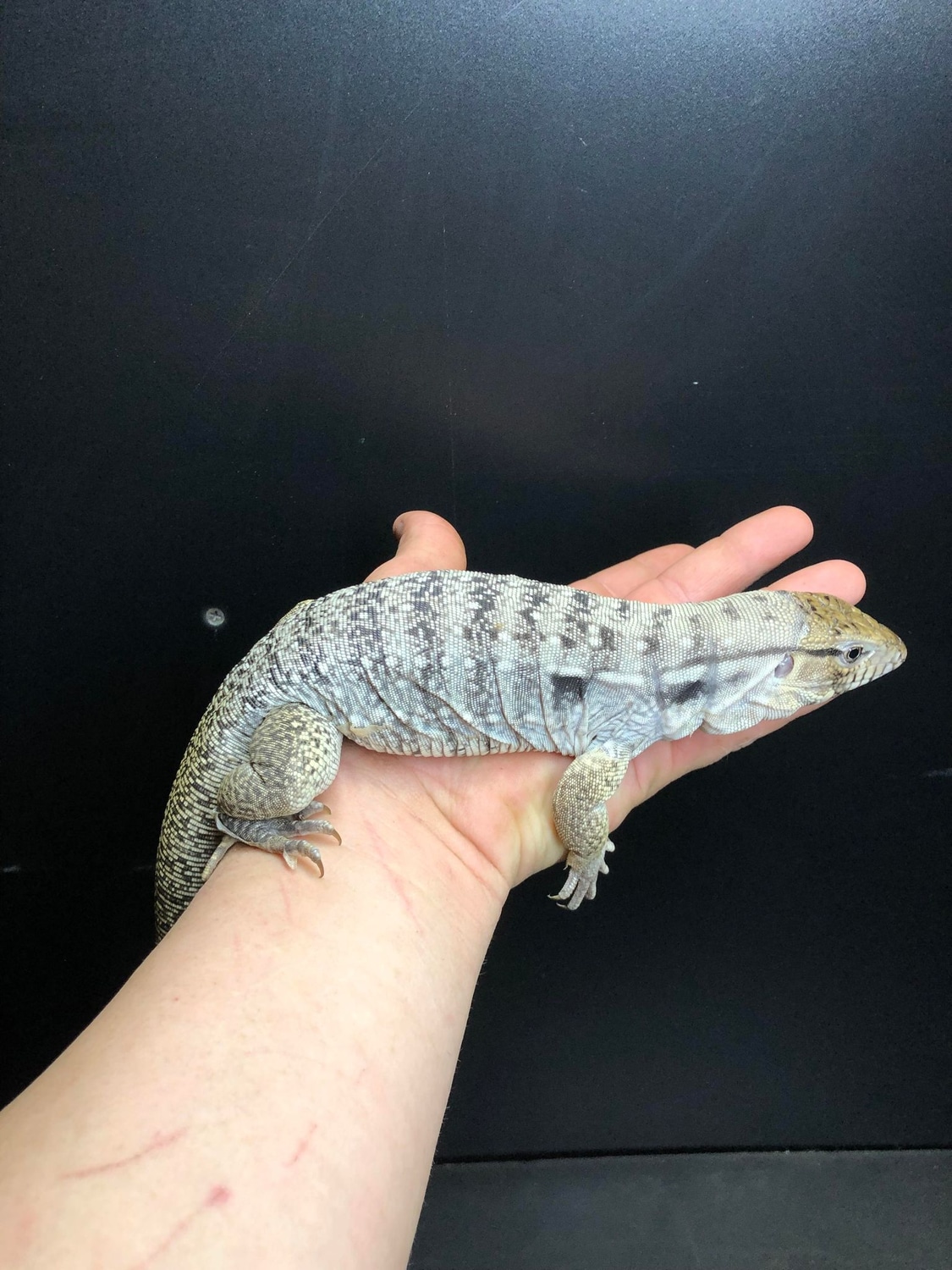 Pure Red Anerys Pastel/hypo Line Ball Python by Jesse's Jungle ...