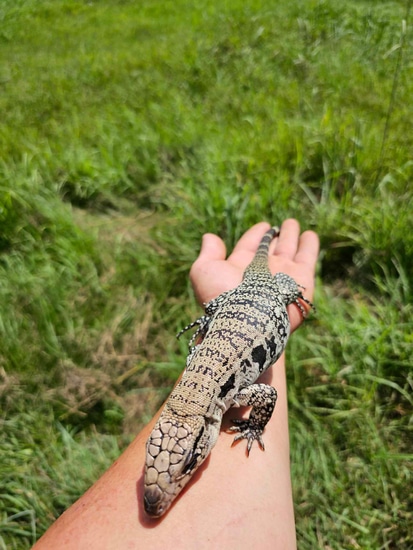 High White Pure Blue Tegus Argentine Tegus by Jesse's Jungle