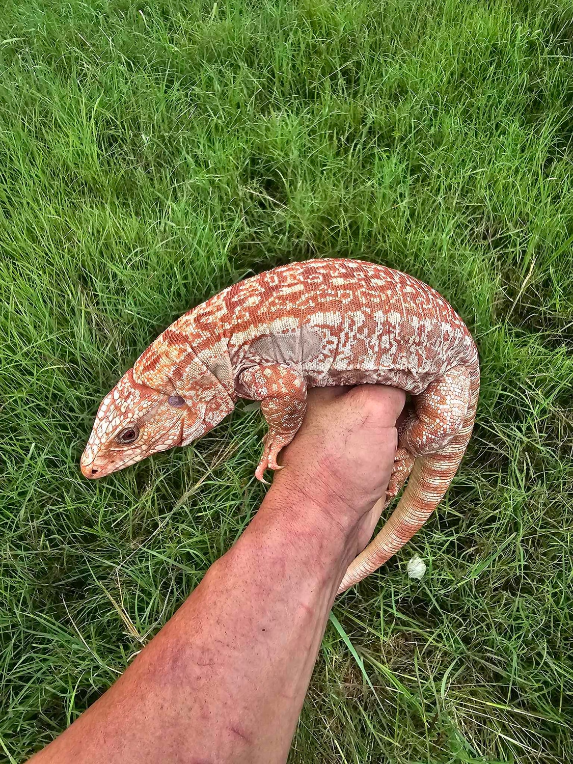 Pure Red Albino 66% Het Anery Argentine Tegus by Jesse's Jungle ...