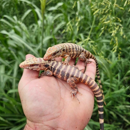 Pure Blue Albino Argentine Tegus by Jesse's Jungle - MorphMarket