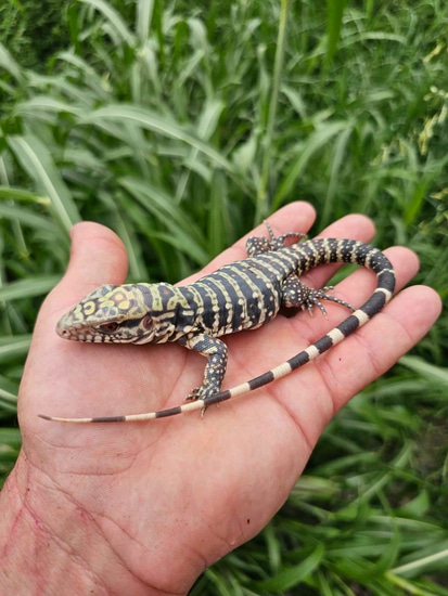 High Black Blue Ice Albino Argentine Tegus by Jesse's Jungle