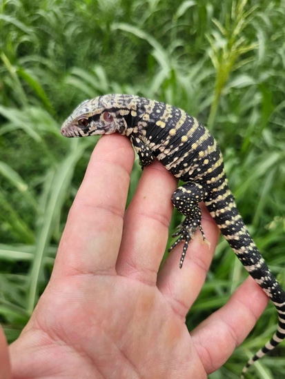 Pure Blue Albino Argentine Tegus by Jesse's Jungle