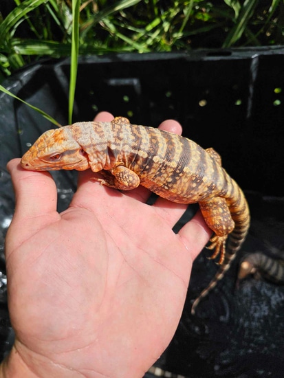 Blue Ice Albino Argentine Tegus by Jesse's Jungle