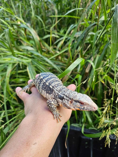 Blue Ice Albino High Black Argentine Tegus by Jesse's Jungle