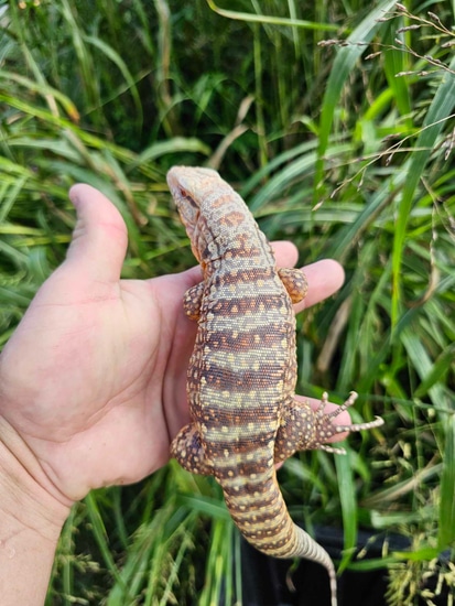 Blue Ice Albino Argentine Tegus by Jesse's Jungle
