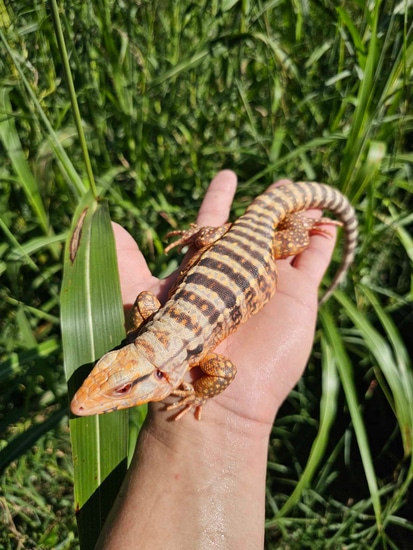 Blue Ice Albino High Contrast Argentine Tegus by Jesse's Jungle