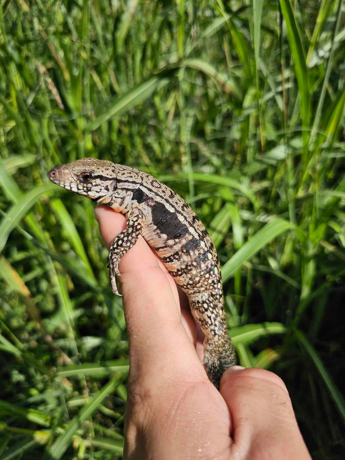 2023 Blue Ice 100% Het Albino Argentine Tegus by Jesse's Jungle ...
