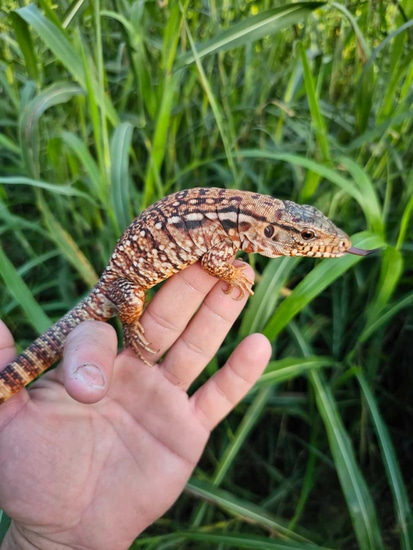 Pure Red Pastel/ Hypo Line 66% Het Anery Argentine Tegus by Jesse's Jungle