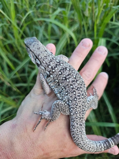 Pure Red Pastel/ Hypo Line Anery Argentine Tegus by Jesse's Jungle