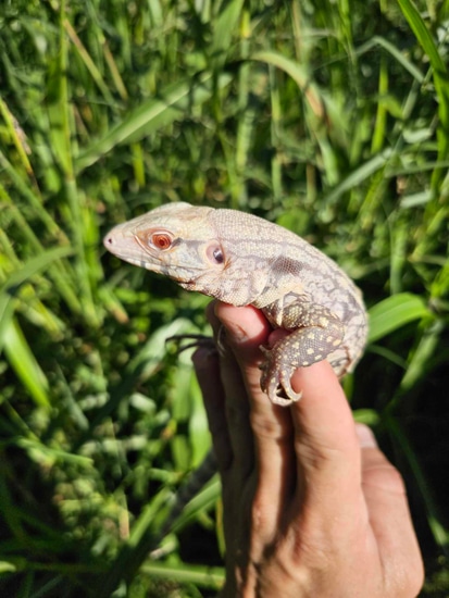 High White Pure Blue Albino Argentine Tegus by Jesse's Jungle