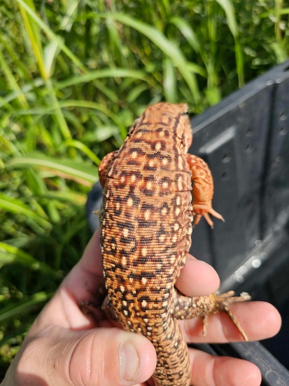 Pure Red Purple Devil Line Argentine Tegus by Jesse's Jungle