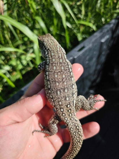 Oddball Anery Hybrid Tegu Argentine Tegus by Jesse's Jungle