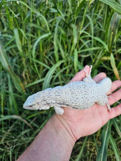 Pure Red Snow Argentine Tegus by Jesse's Jungle