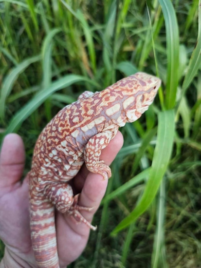 Pure Red Albino 66% Het Anery Argentine Tegus by Jesse's Jungle