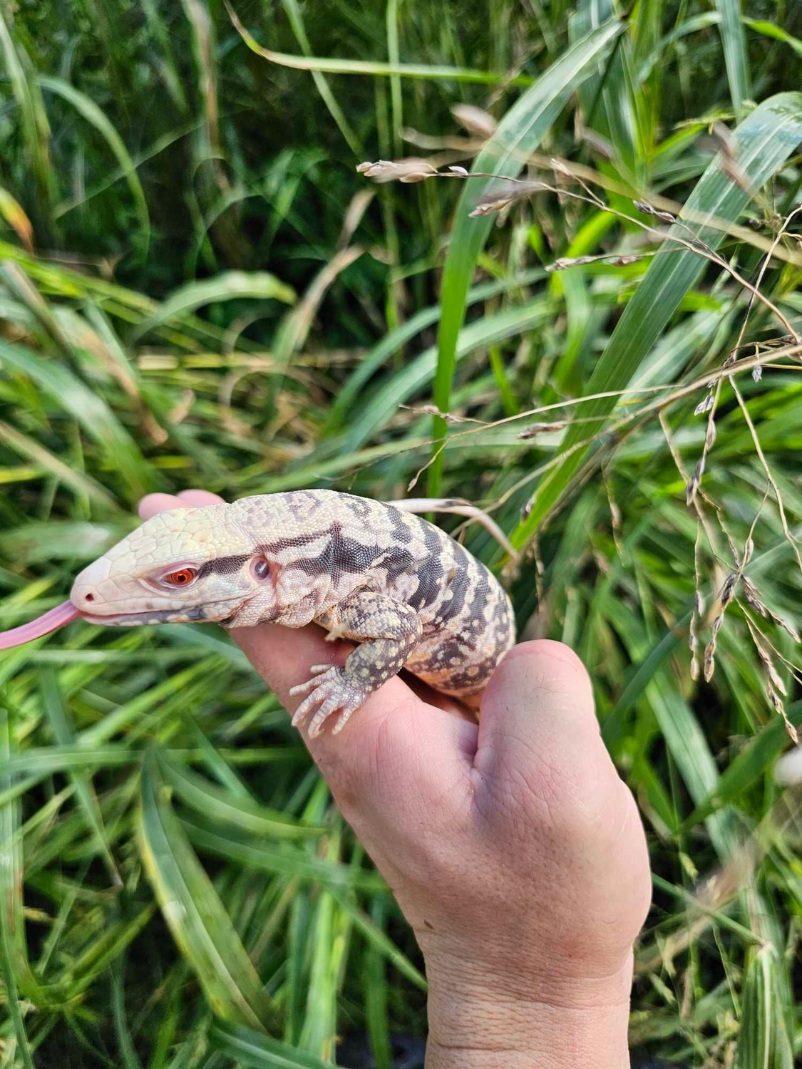 Blue Ice Albino Argentine Tegus by Jesse's Jungle - MorphMarket