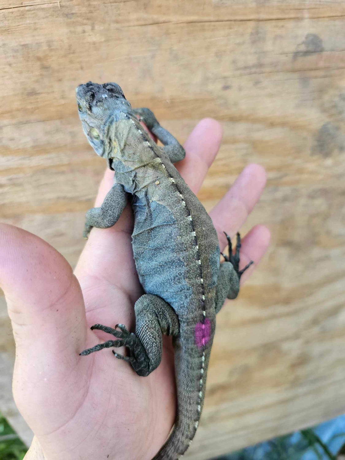 High Blue Multi Horn Rhino Iguanas Other Iguana by Jesse's Jungle ...
