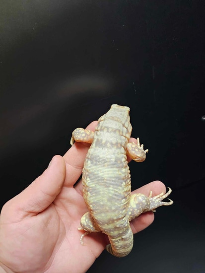 Blue Ice Albino Argentine Tegus by Jesse's Jungle