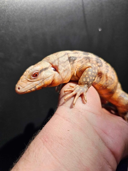 Blue Ice Albino Argentine Tegus by Jesse's Jungle