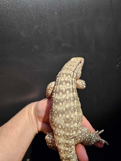Blue Ice Albino Argentine Tegus by Jesse's Jungle