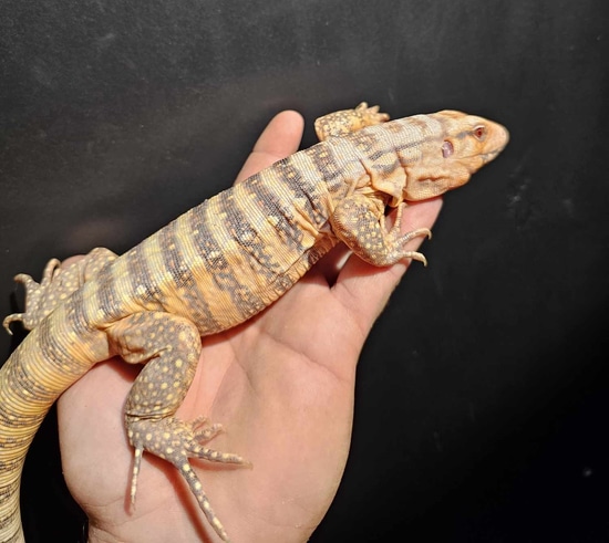 Blue Ice Albino Argentine Tegus by Jesse's Jungle