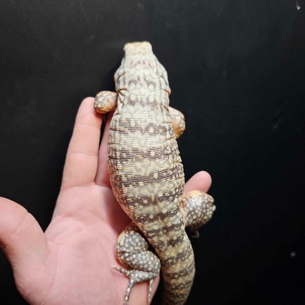 Pure Blue Albino Argentine Tegus by Jesse's Jungle - MorphMarket
