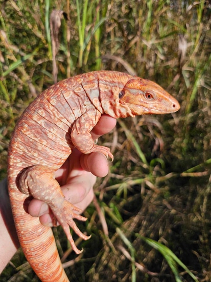Pure Red Albino 66% Het Albino B Grade Argentine Tegus by Jesse's Jungle